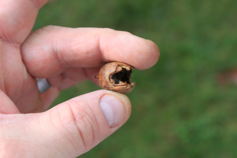 Making Acorn Flour and Muffins – Polymythic